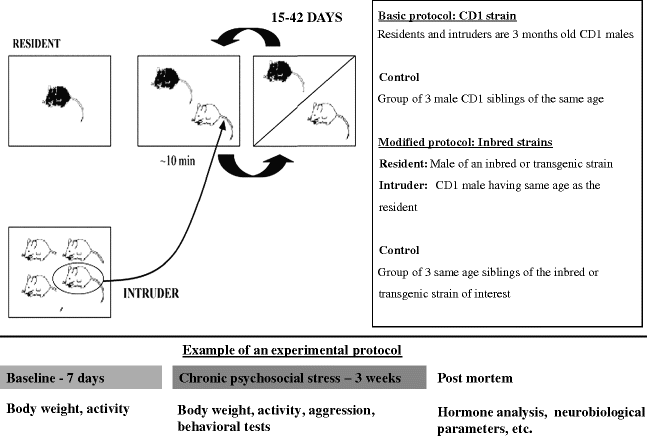 Acute and Chronic Social Defeat: Stress Protocols and Behavioral ...