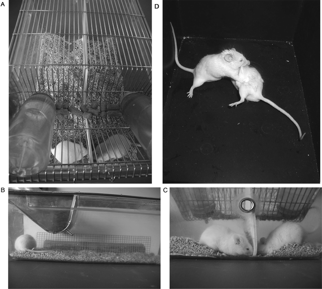 Acute and Chronic Social Defeat: Stress Protocols and Behavioral ...