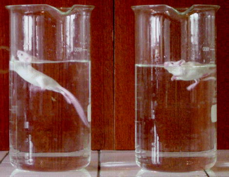 The Forced Swimming Test in Mice: A Suitable Model to Study ...