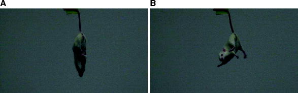 The Tail-Suspension Test: A Model for Characterizing Antidepressant ...