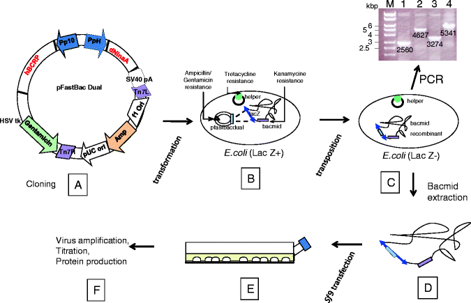 Mammalian Membrane Protein Expression in Baculovirus-Infected Insect ...
