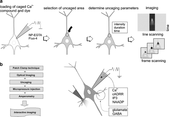 Ca2+ Caging and Uncaging | SpringerLink