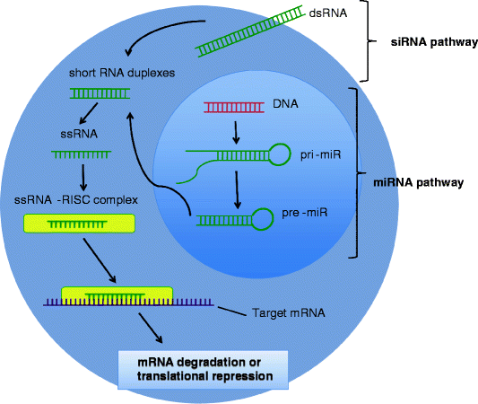 Inhibitory RNA Molecules in Immunotherapy for Cancer | SpringerLink
