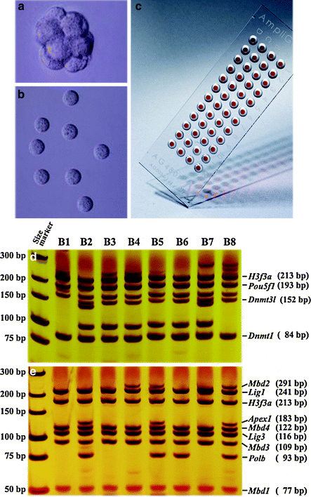 Single Cell RT-PCR on Mouse Embryos: A General Approach for ...