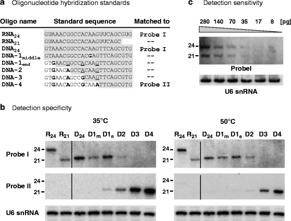 Northern Blotting Techniques for Small RNAs | SpringerLink