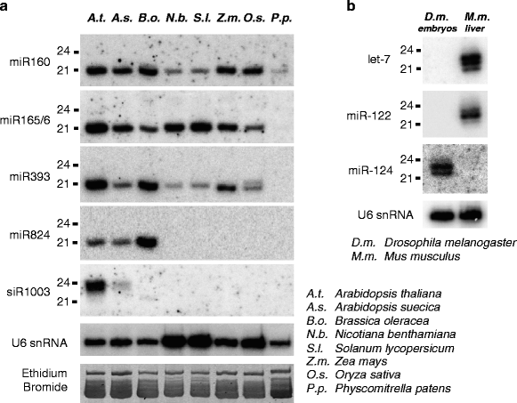 Northern Blotting Techniques for Small RNAs | SpringerLink