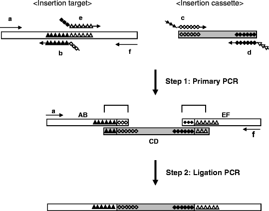 Insertion and Deletion Mutagenesis by Overlap Extension PCR | SpringerLink