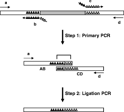 Insertion and Deletion Mutagenesis by Overlap Extension PCR | SpringerLink