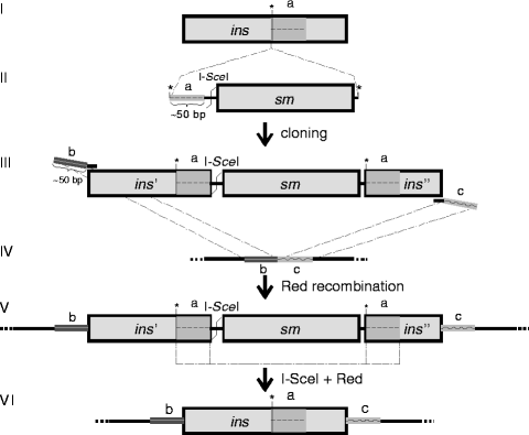 En Passant Mutagenesis: A Two Step Markerless Red Recombination System ...