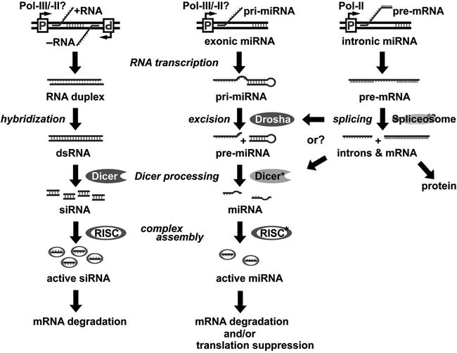 Intron-Mediated RNA Interference, Intronic MicroRNAs, and Applications ...