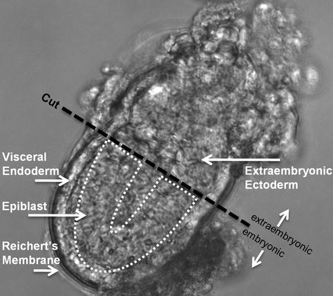 Isolation and Maintenance of Mouse Epiblast Stem Cells | SpringerLink