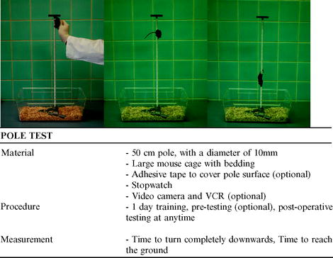 Behavioral Testing in Mouse Models of Stroke | SpringerLink