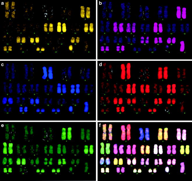 Multiplex Fluorescence in situ Hybridization (M-FISH) | SpringerLink