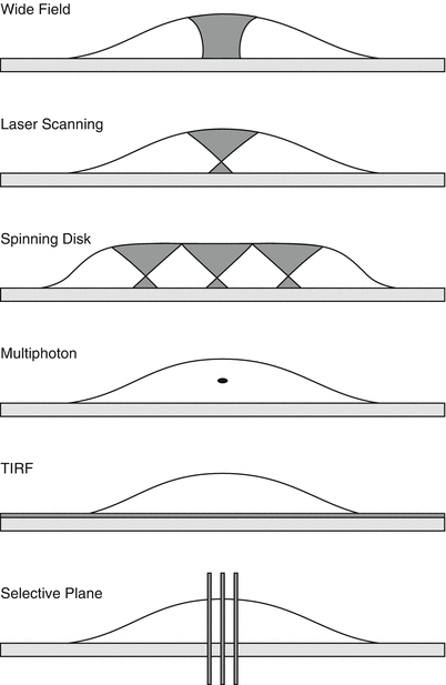 Laser Scanning Confocal Microscopy: History, Applications, and Related ...