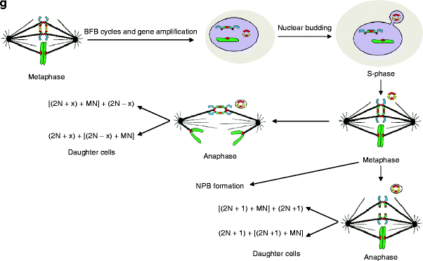 Micronucleus Assay and Labeling of Centromeres with FISH Technique ...