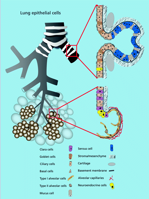 Lung Epithelial Stem Cells | SpringerLink