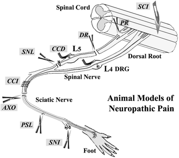 Animal Models of Pain After Peripheral Nerve Injury | SpringerLink
