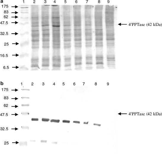 Purification of Proteins from Baculovirus-Infected Insect Cells ...