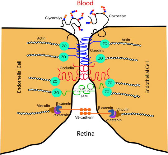 The Blood-Retinal Barrier: Structure and Functional Significance ...