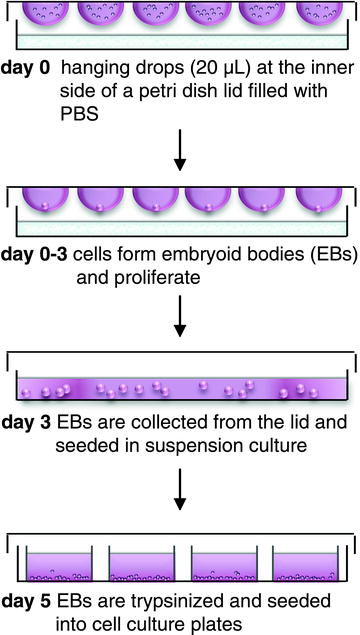 Embryoid Body Formation: Recent Advances in Automated Bioreactor ...