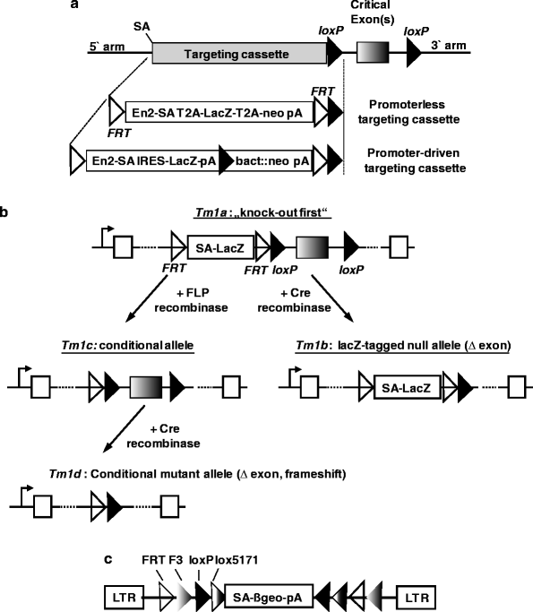 Generating Conditional Knockout Mice | SpringerLink