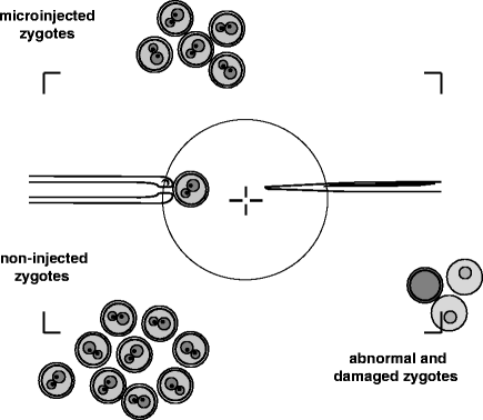 Genetic Modification of the Mouse: General Technology – Pronuclear and ...