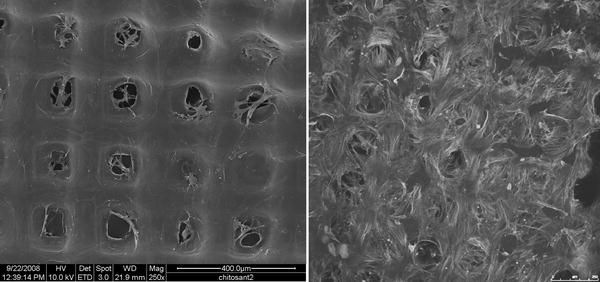 Scaffolds for Tissue Engineering and 3D Cell Culture | SpringerLink