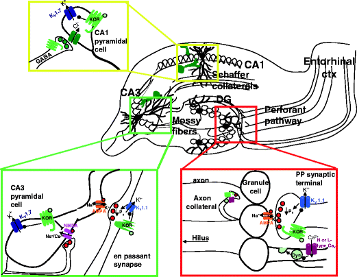 Kappa Opioid Receptor Function | SpringerLink