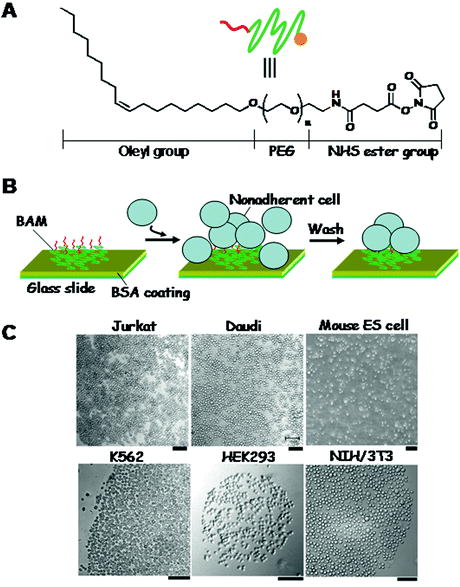 Immobilized Culture and Transfection Microarray of Non-adherent Cells ...