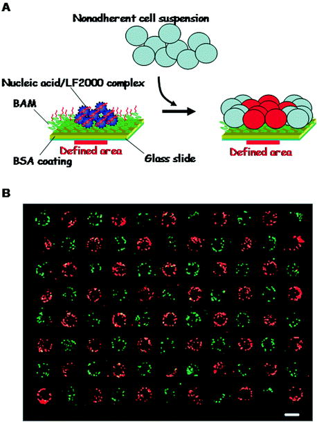 Immobilized Culture and Transfection Microarray of Non-adherent Cells ...