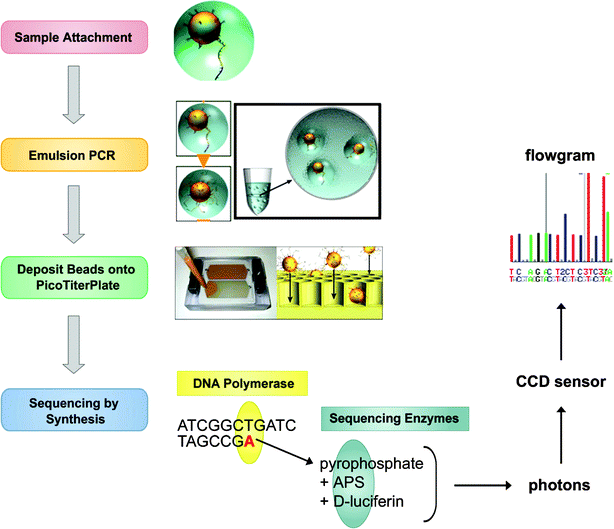 Integrating High-Throughput Pyrosequencing and Quantitative Real-Time ...