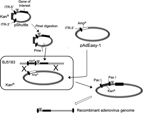 Methods to Construct Recombinant Adenovirus Vectors | SpringerLink