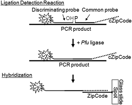 Molecular Methods: Chip Assay and Quantitative Real-Time PCR: In ...