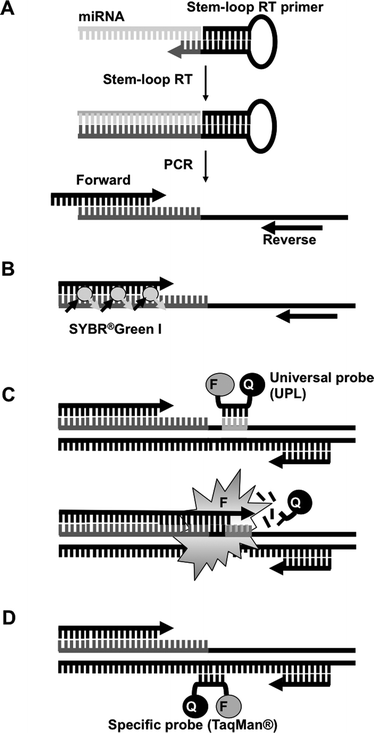 Quantitative Stem-Loop RT-PCR for Detection of MicroRNAs | SpringerLink