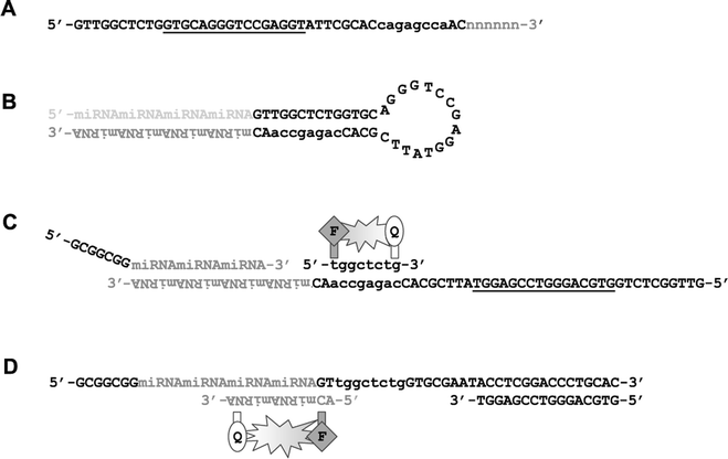 Quantitative Stem-Loop RT-PCR for Detection of MicroRNAs | SpringerLink