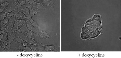 Using the Flp-In™ T-Rex™ System to Regulate GPCR Expression | SpringerLink