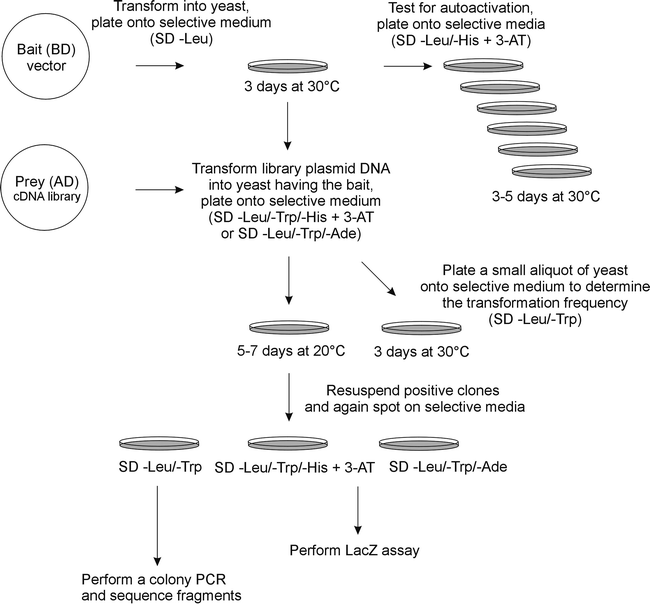 Yeast Protein–Protein Interaction Assays and Screens | SpringerLink