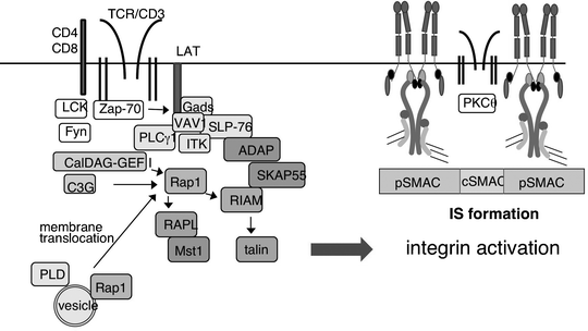 Overview of Integrin Signaling in the Immune System | SpringerLink