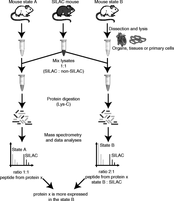 In Vivo Quantitative Proteomics: The SILAC Mouse | SpringerLink