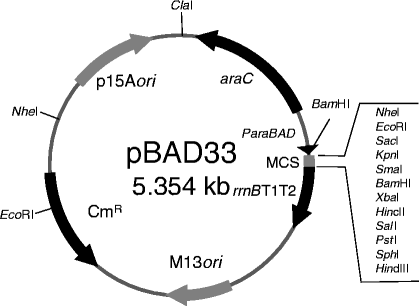 Plasmid Artificial Modification: A Novel Method for Efficient DNA Transfer into Bacteria ...