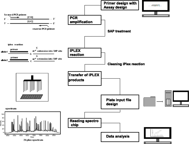 Genotyping with Sequenom | SpringerLink