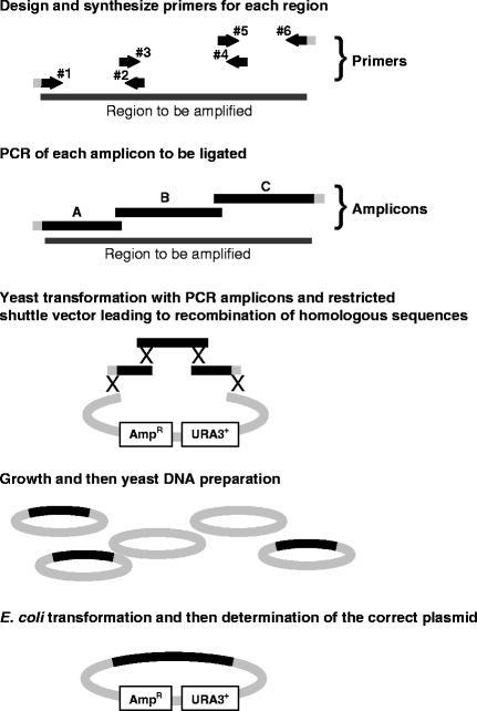 PCR-Directed In Vivo Plasmid Construction Using Homologous ...