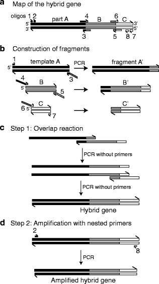 Overlap Extension PCR: An Efficient Method for Transgene Construction ...