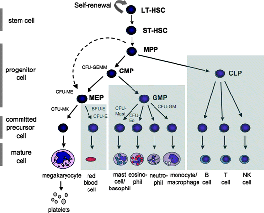 Megakaryopoiesis and Thrombopoiesis: An Update on Cytokines and Lineage ...