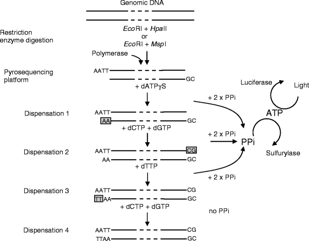 Global DNA Methylation Analysis Using the Luminometric Methylation ...