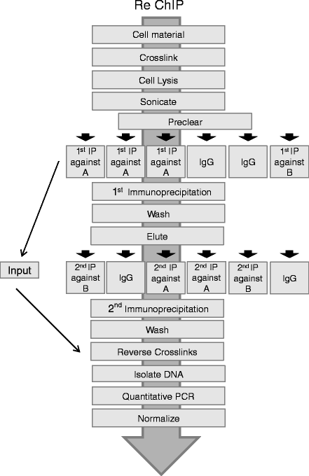 ChIP and Re-ChIP Assays: Investigating Interactions Between Regulatory ...