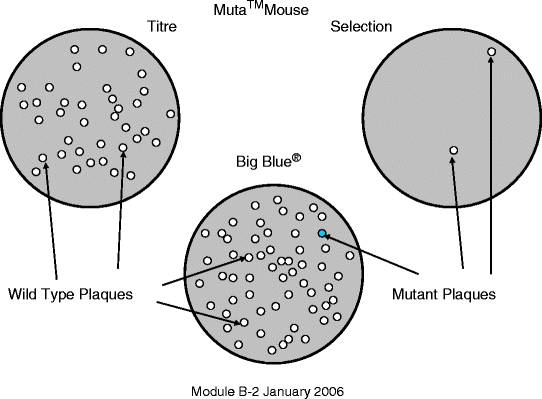 Transgenic Animal Mutation Models: A Review of the Models and How They ...