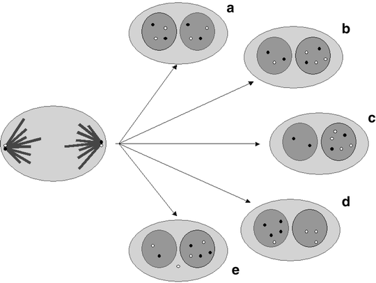 The In Vitro Micronucleus Assay | SpringerLink