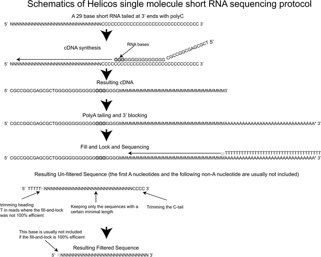 Profiling of Short RNAs Using Helicos Single-Molecule Sequencing ...