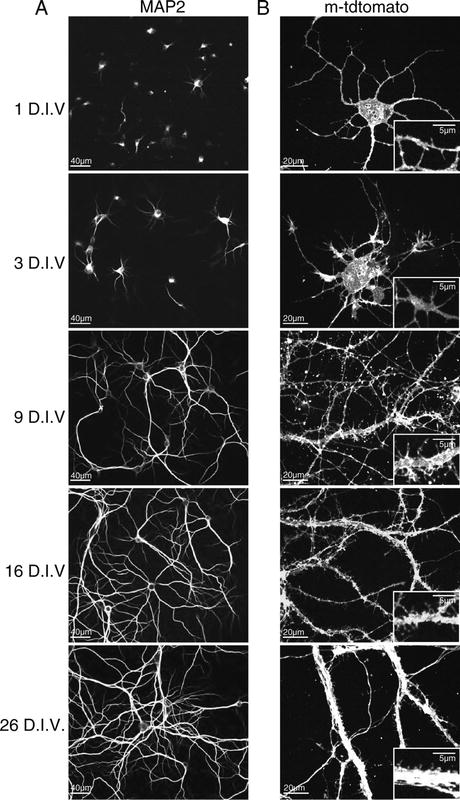A Neuron-Astrocyte Co-Culture System to Investigate Astrocyte-Secreted ...